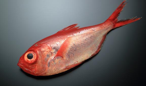 Species | Australian Fisheries Management Authority