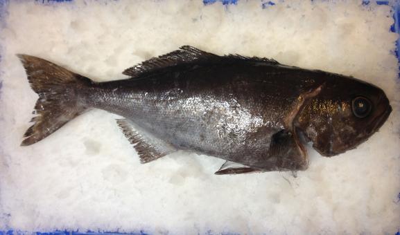 Species | Australian Fisheries Management Authority