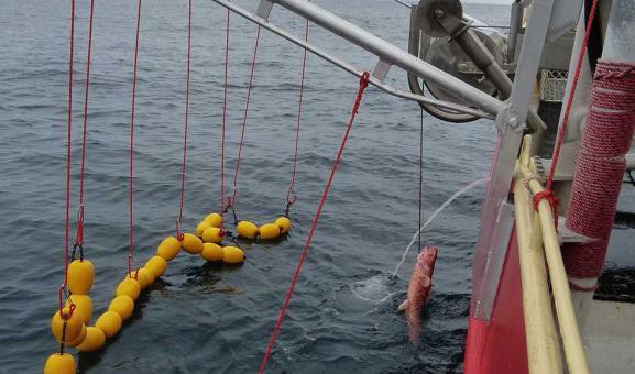 Bycatch reduction devices | Australian Fisheries Management Authority