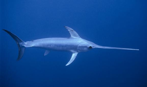 Species | Australian Fisheries Management Authority