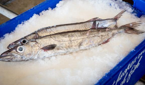 Species | Australian Fisheries Management Authority