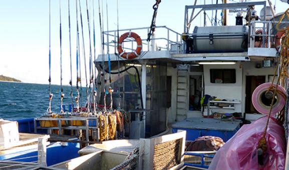 Fisheries | Australian Fisheries Management Authority
