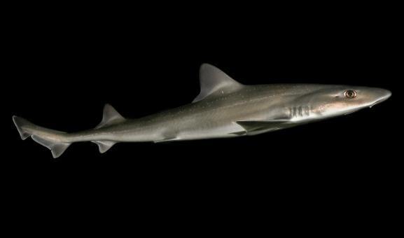 Species | Australian Fisheries Management Authority