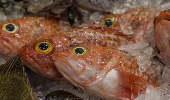 Species | Australian Fisheries Management Authority