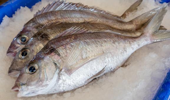 Species | Australian Fisheries Management Authority