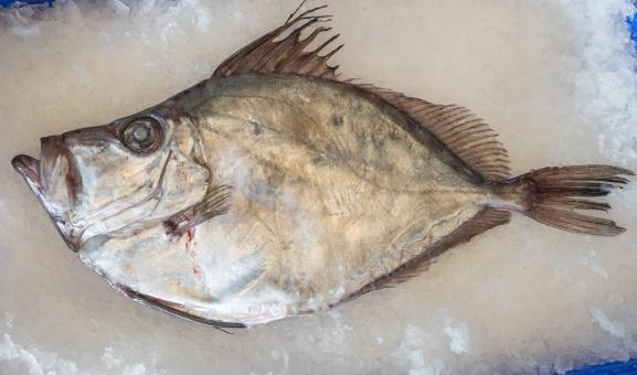 Species | Australian Fisheries Management Authority