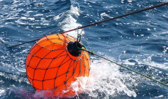 Bycatch reduction devices | Australian Fisheries Management Authority
