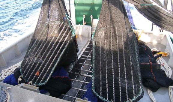 Bycatch reduction devices | Australian Fisheries Management Authority