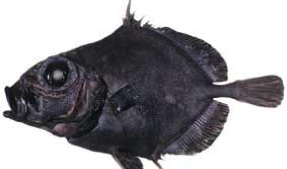 Species | Australian Fisheries Management Authority