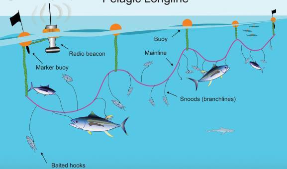 Methods and gear | Australian Fisheries Management Authority