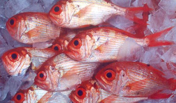 Species | Australian Fisheries Management Authority