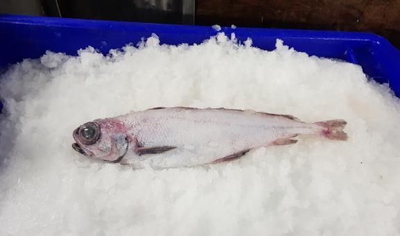 Species | Australian Fisheries Management Authority