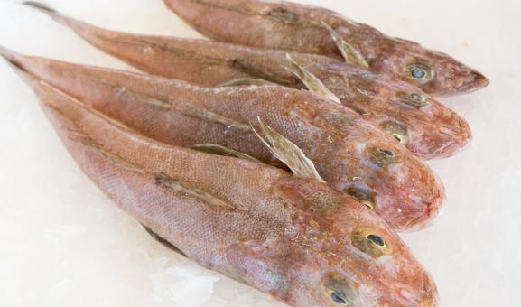 Species | Australian Fisheries Management Authority