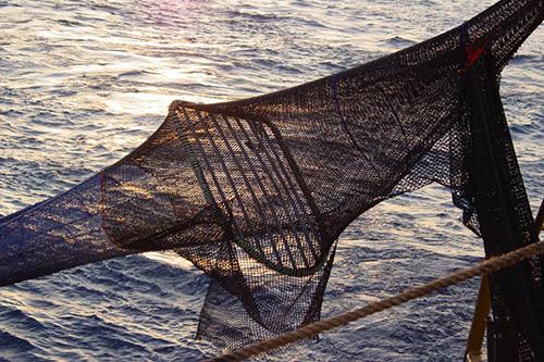 Reducing bycatch | Australian Fisheries Management Authority