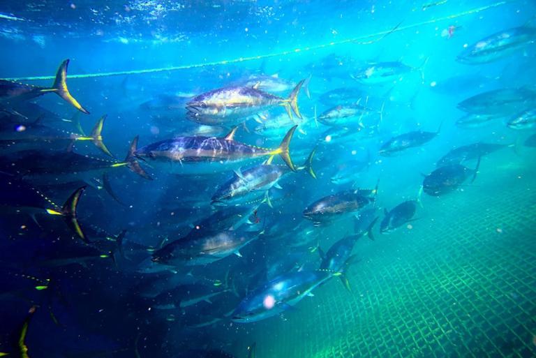 Fisheries Maps | Australian Fisheries Management Authority